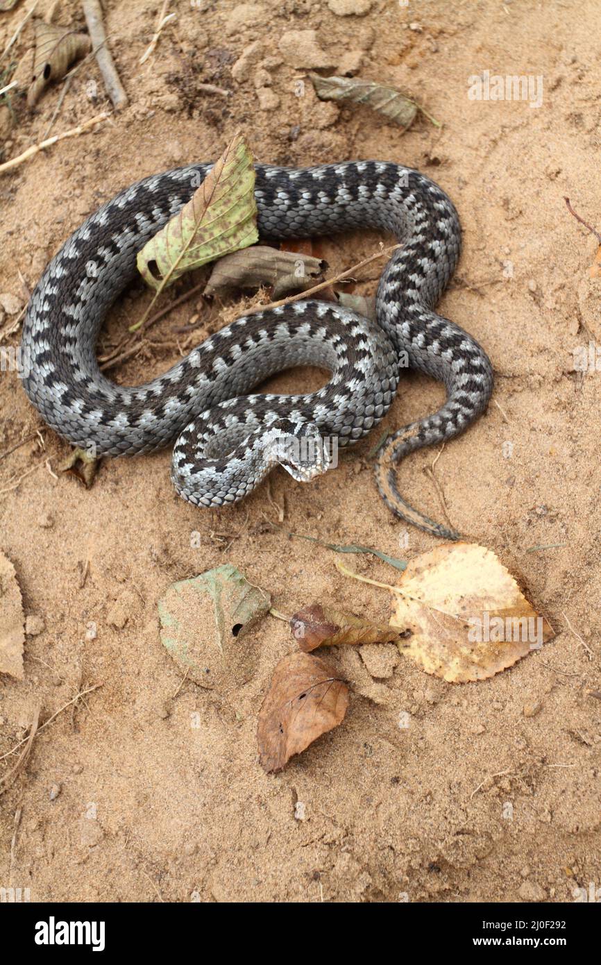 Grey viper or adder venomous snake in attacking or defencive pose ...
