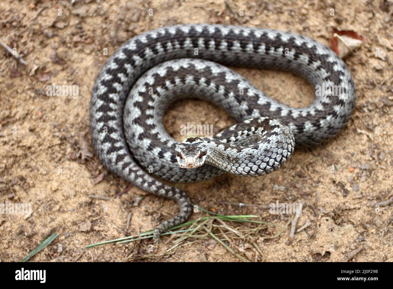 Grey viper or adder venomous snake in attacking or defencive pose ...