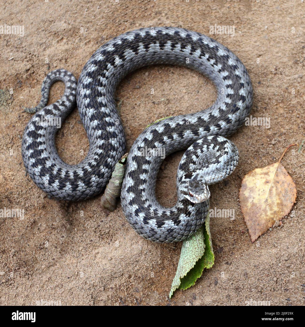 Grey viper or adder venomous snake in attacking or defencive pose ...