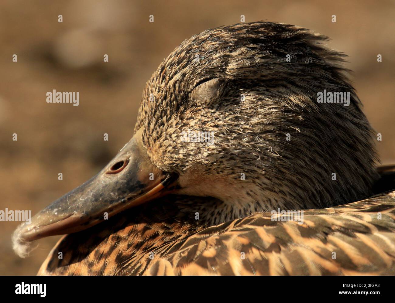 A close up of the head of a sleeping female Mallard (Anas platyrhynchos ...