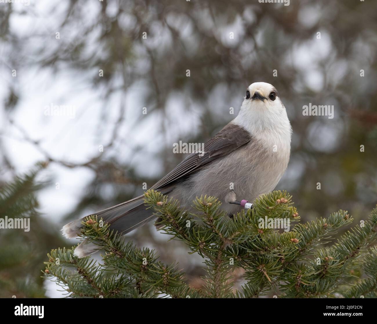 A beautiful Canada Gray Jay on an evergreen bough with green background ...