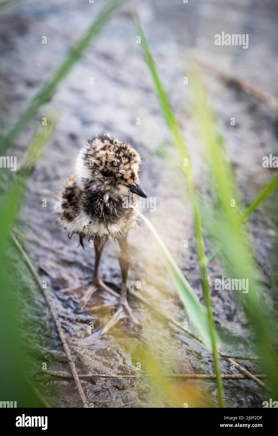 Chick plumage hi-res stock photography and images - Alamy