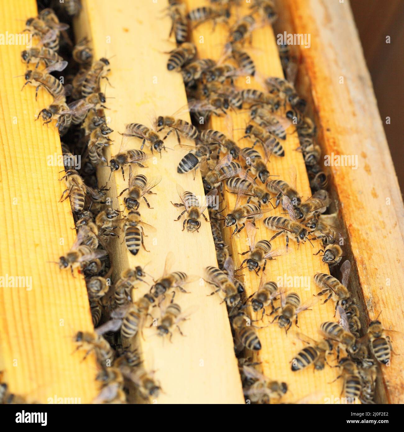 Many honey bees Stock Photo - Alamy