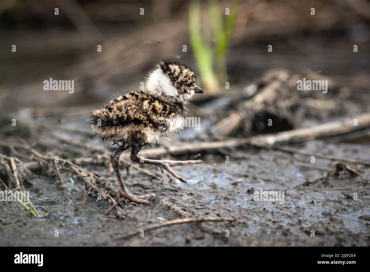 Peewit chick hi-res stock photography and images - Alamy
