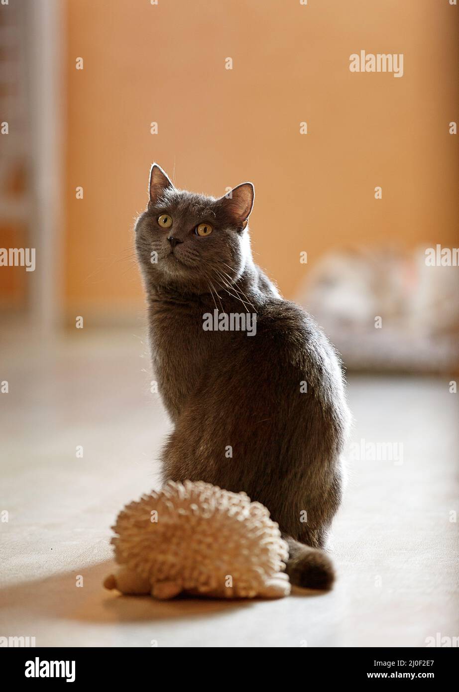 Carthusian cat kitten hi-res stock photography and images - Alamy