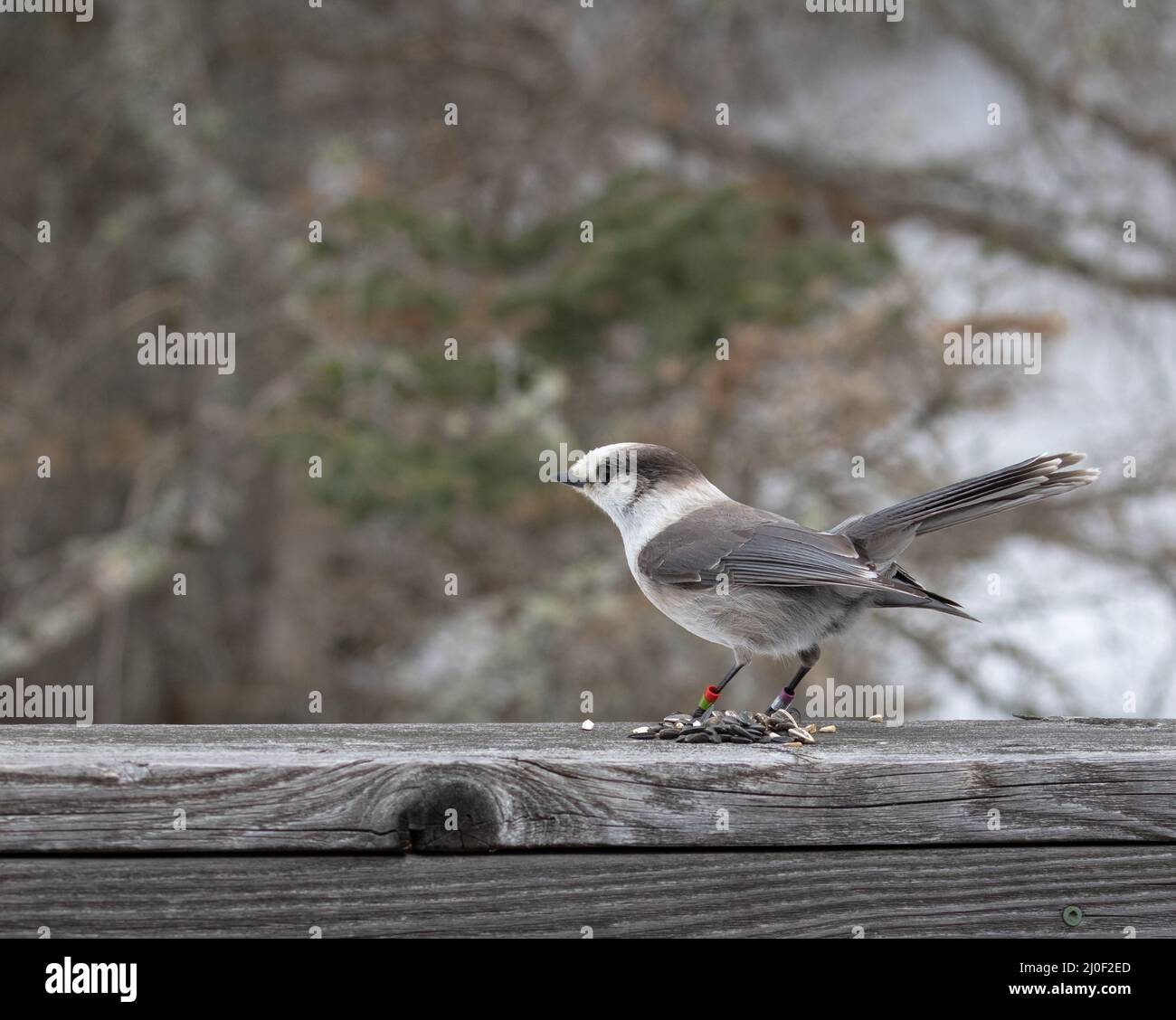 Canada jay perisoreus canadensis hi-res stock photography and images ...