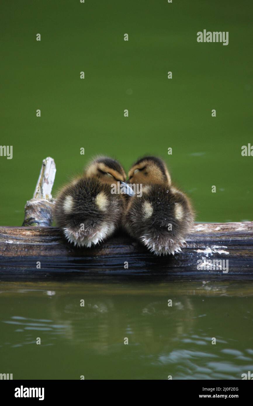 Two adorable baby Mallard (Anas platyrhynchos) ducklings sitting ...