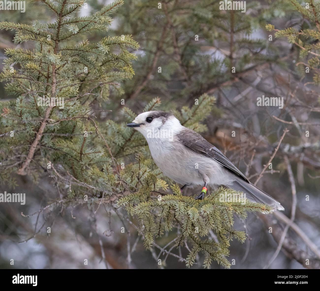 A beautiful Canada Gray Jay on an evergreen bough with green background ...