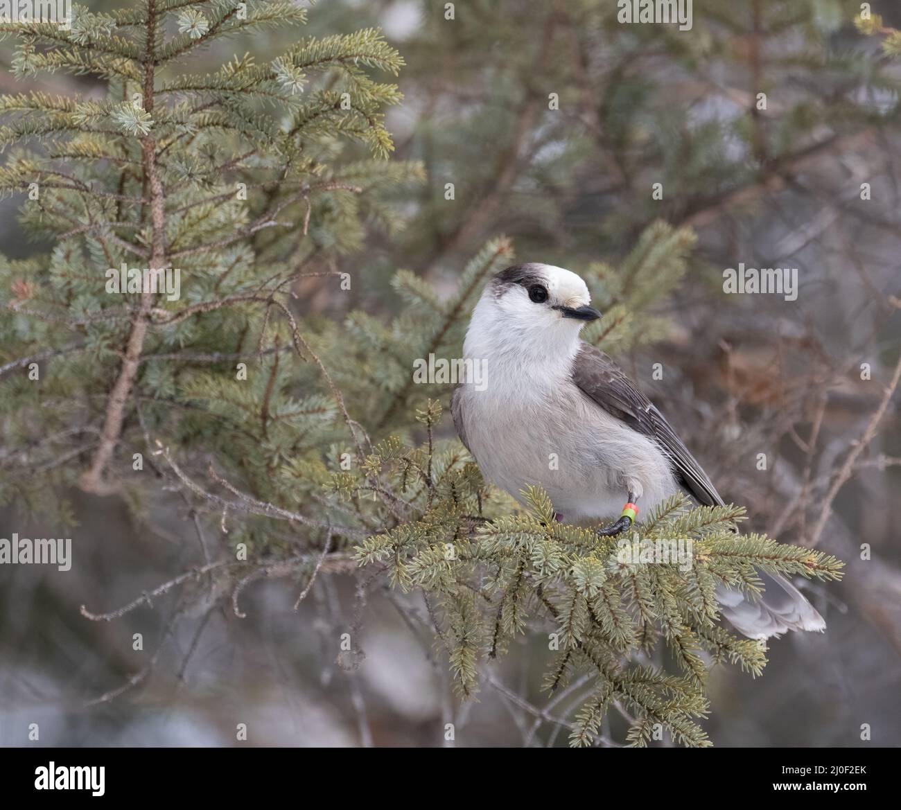 A beautiful Canada Gray Jay on an evergreen bough with green background ...