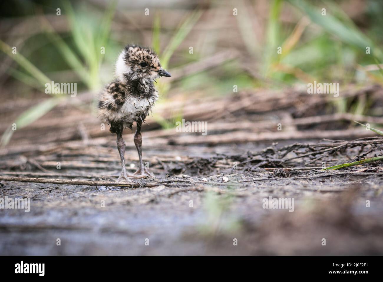 Peewit chick hi-res stock photography and images - Alamy