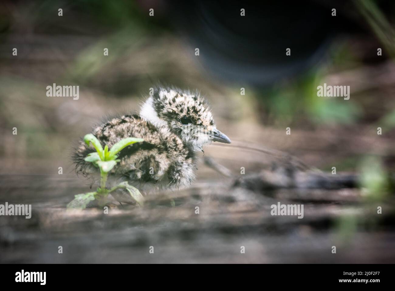 Lapwing vanellus chick in hi-res stock photography and images - Alamy