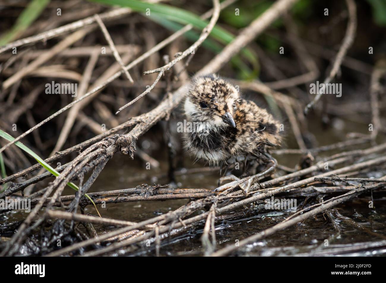Hiding outdoor hi-res stock photography and images - Alamy