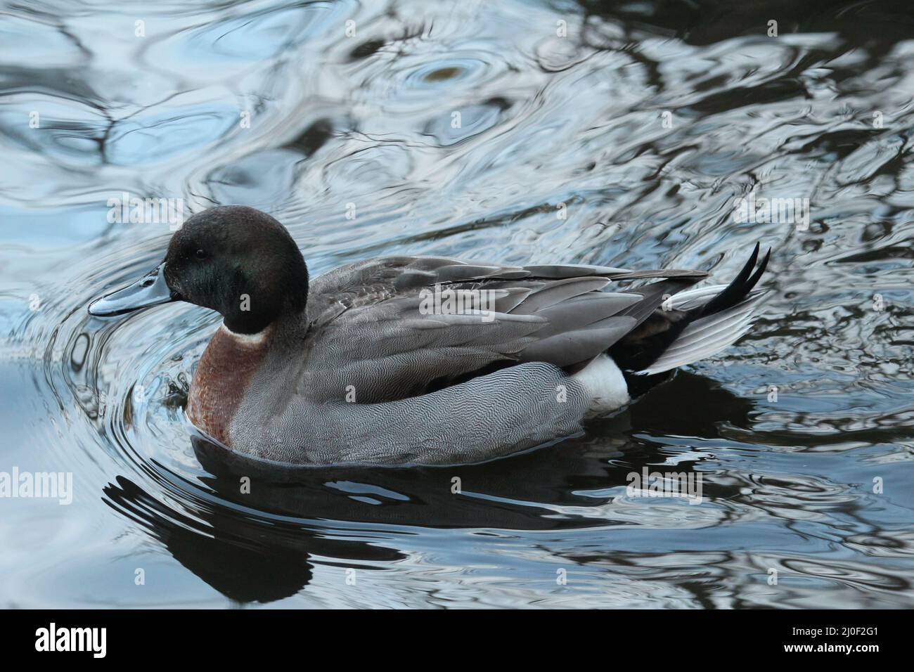 A male Mallard and Northern Pintail duck hybrid, showing ...