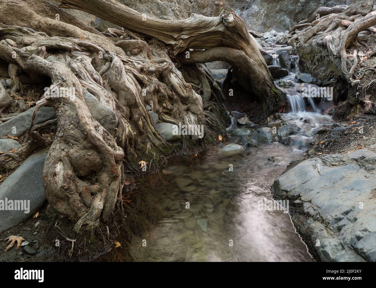 Water flowing through tree roots, Millomeri waterfall, Cyprus Stock ...