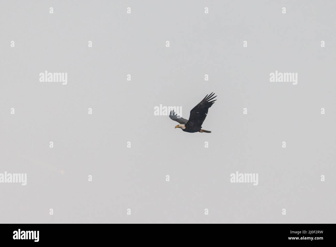 Adult bald eagle flying high up in the sky Stock Photo - Alamy