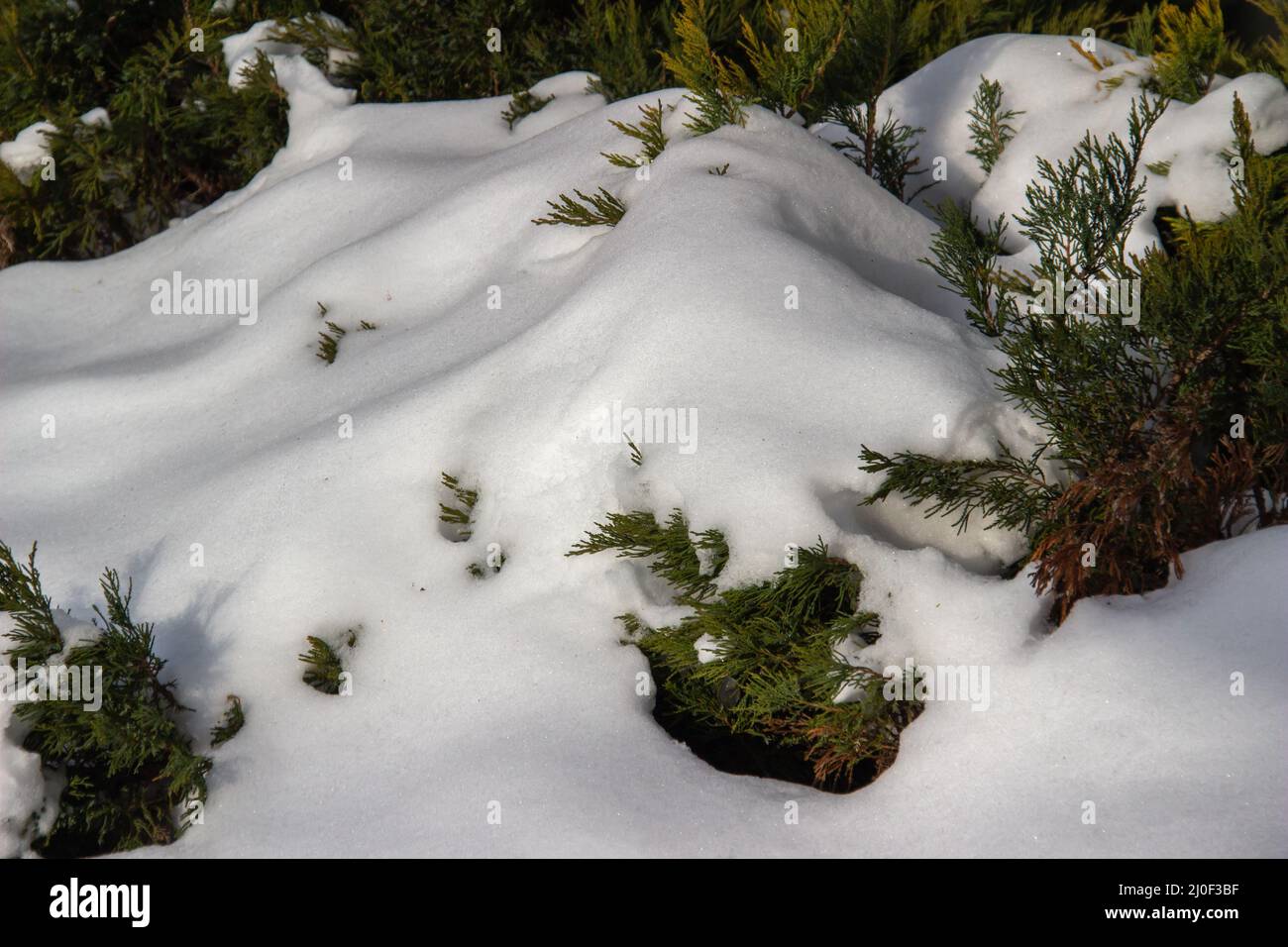 Abstract texture background of broadmore juniper bushes covered with deep snow in winter, with ...
