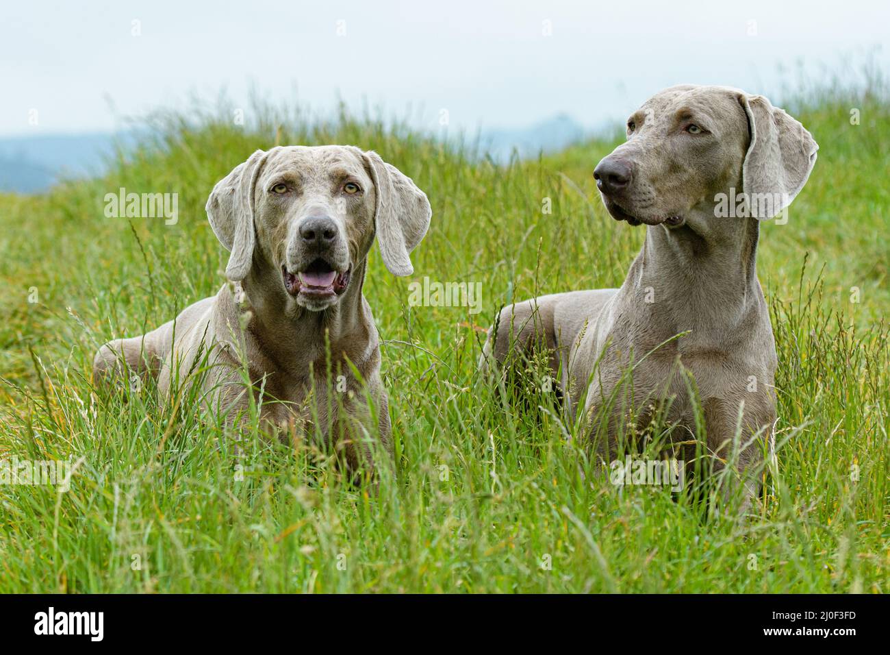 Dog Pointing Youre Awesome