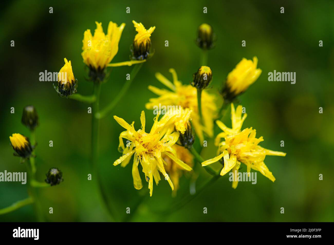 Yellow hawkweed hi-res stock photography and images - Alamy