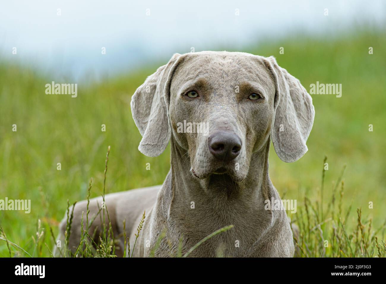 Jagdhundetrainig hi-res stock photography and images - Alamy