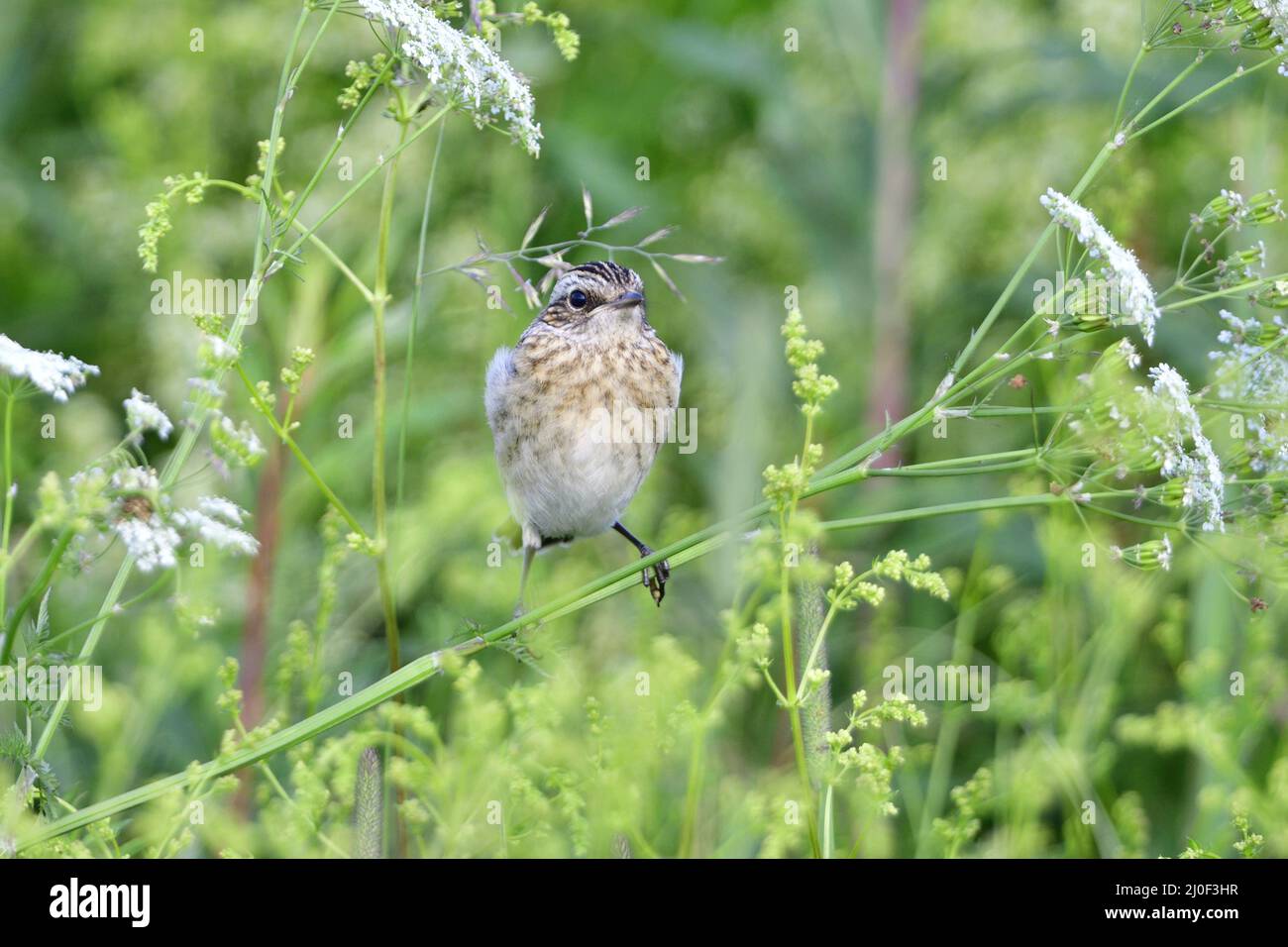 Juvenile female whinchat hi-res stock photography and images - Alamy
