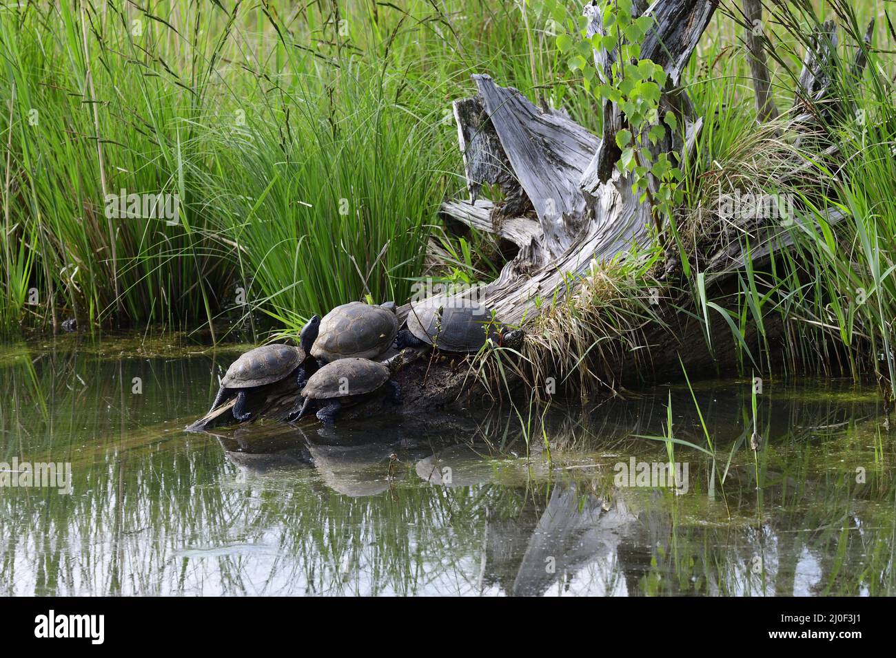 Native european species hi-res stock photography and images - Alamy