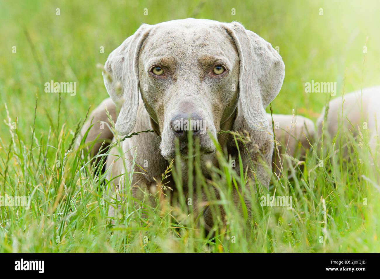 Meadow grey hi-res stock photography and images - Alamy