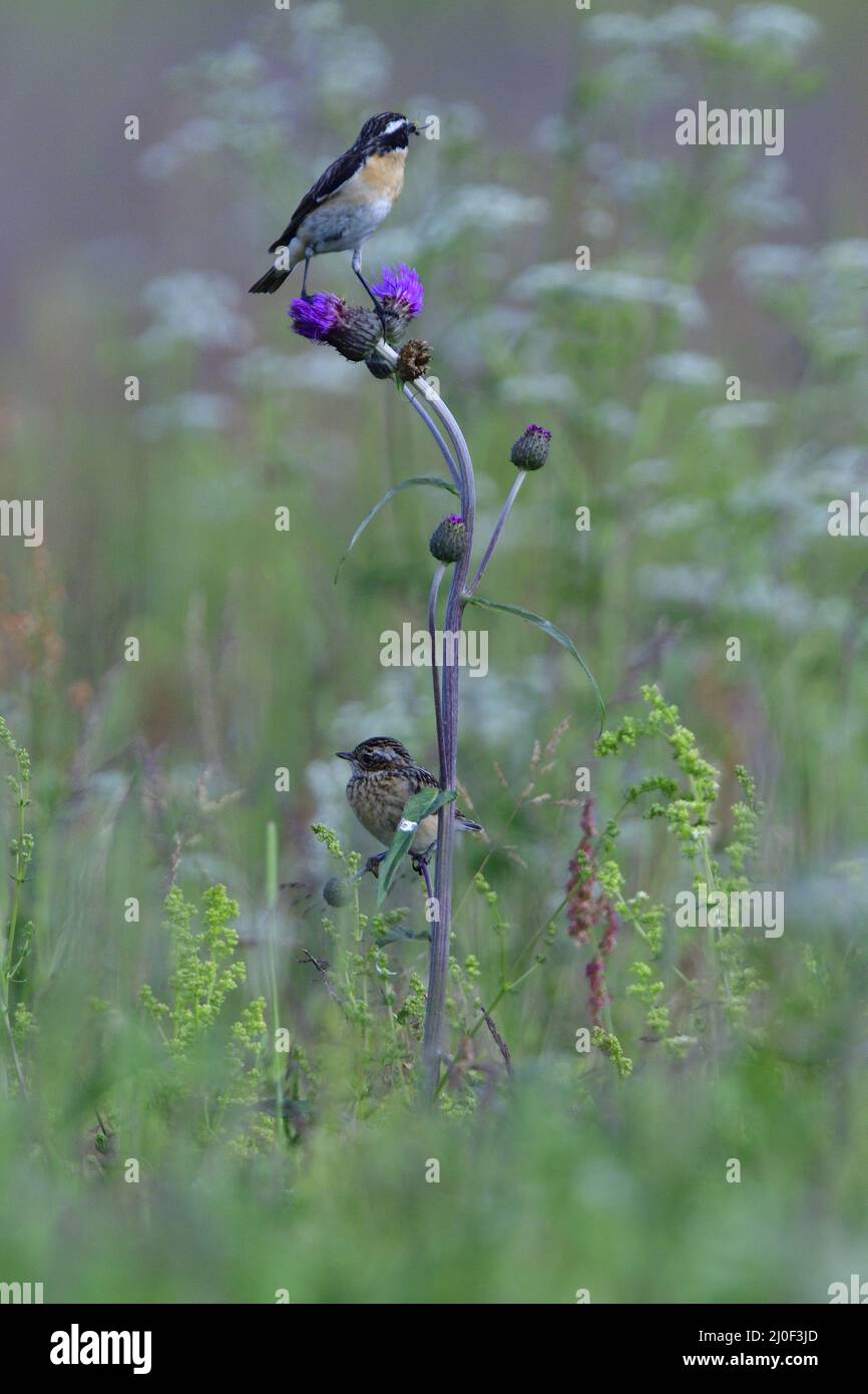 Juvenile whinchat hi-res stock photography and images - Alamy