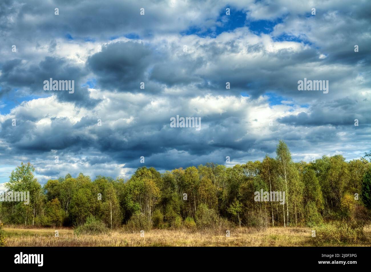 Edge of rain forest hi-res stock photography and images - Alamy