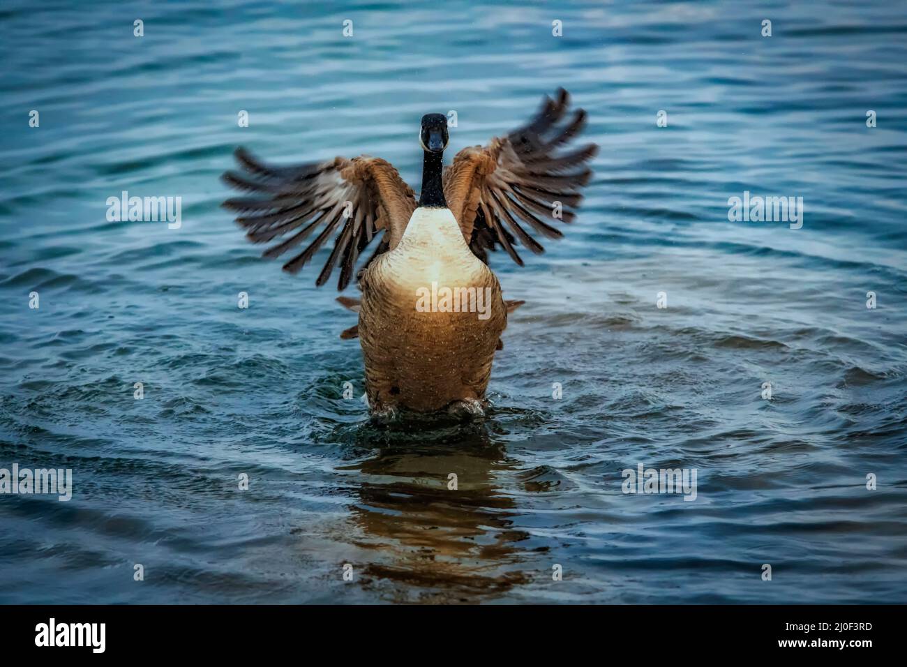 Canada goose (Branta canadensis) bathing, lake Ontario, Canada Stock ...