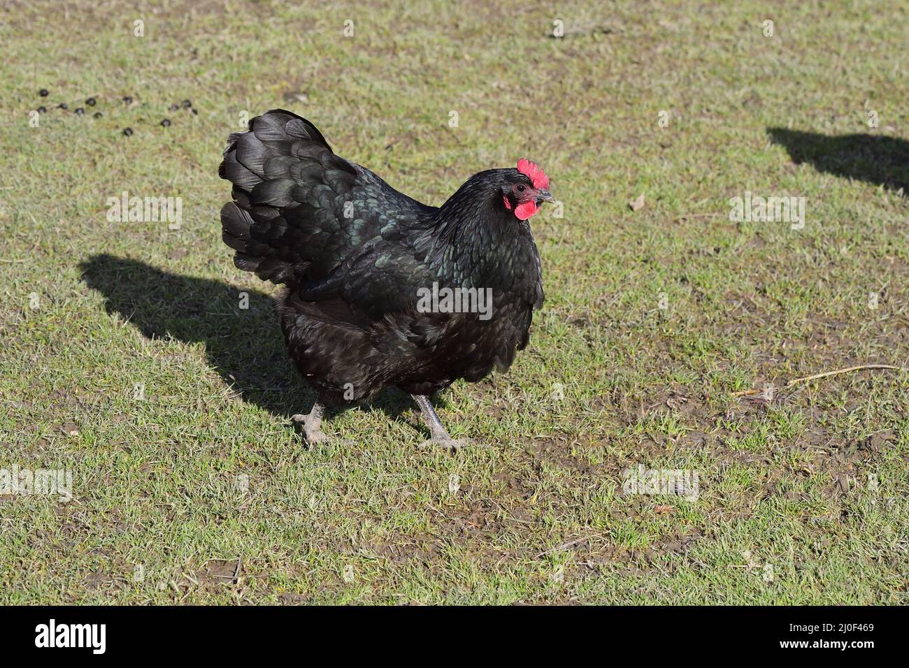 Black australorp hi-res stock photography and images - Alamy