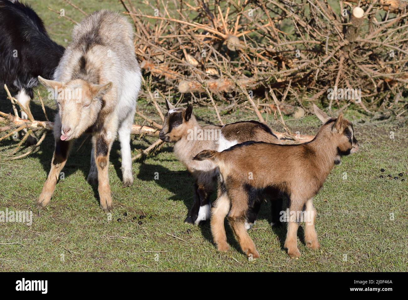 Baby goat mother hi-res stock photography and images - Alamy