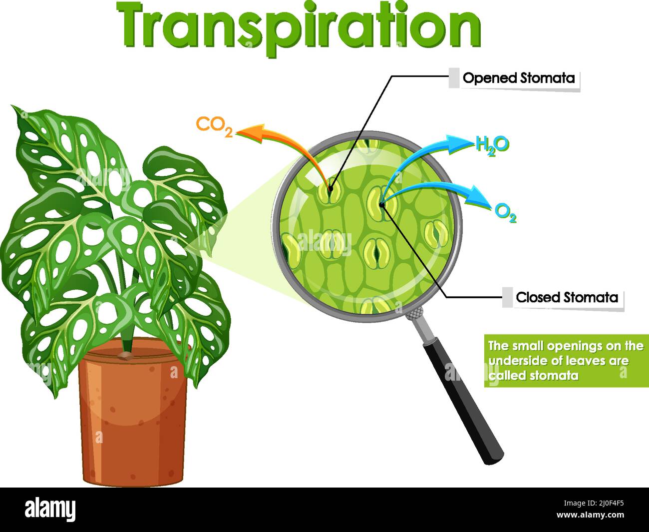Diagram showing transpiration in plant illustration Stock Vector Image ...