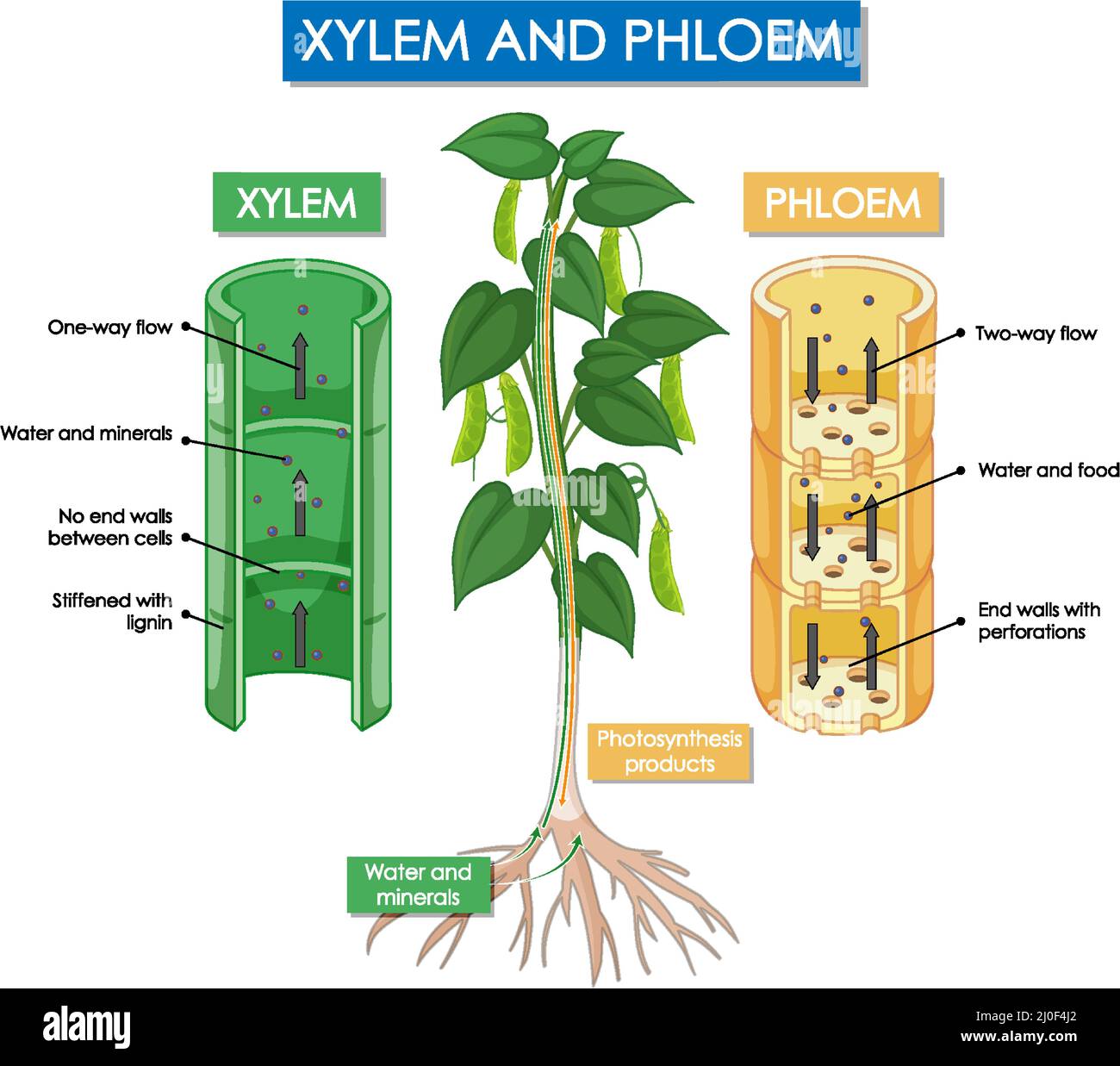 Diagram showing xylem and phloem plant illustration Stock Vector Image ...