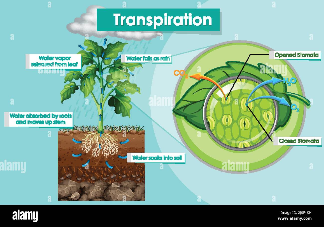 Diagram showing transpiration plant illustration Stock Vector Image ...