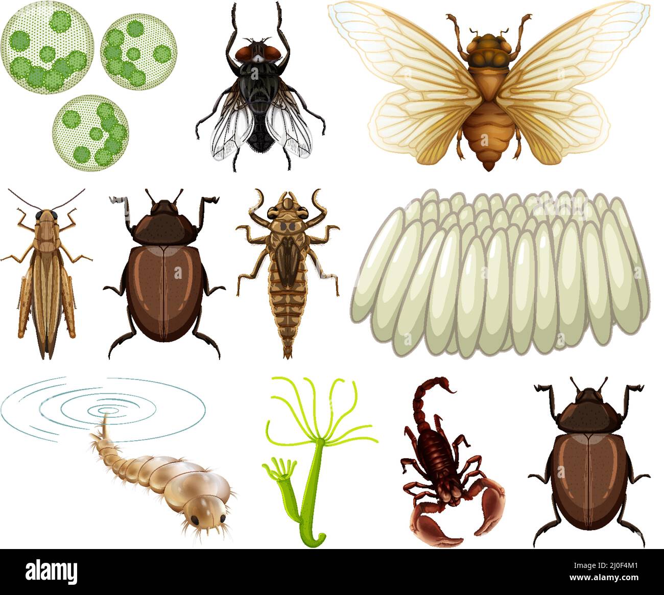 Different kinds of insects and animals on white background illustration ...