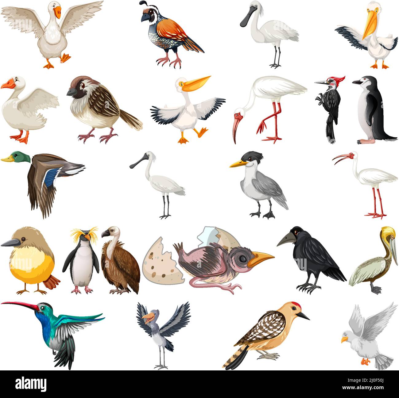Different kinds of birds collection illustration Stock Vector Image ...