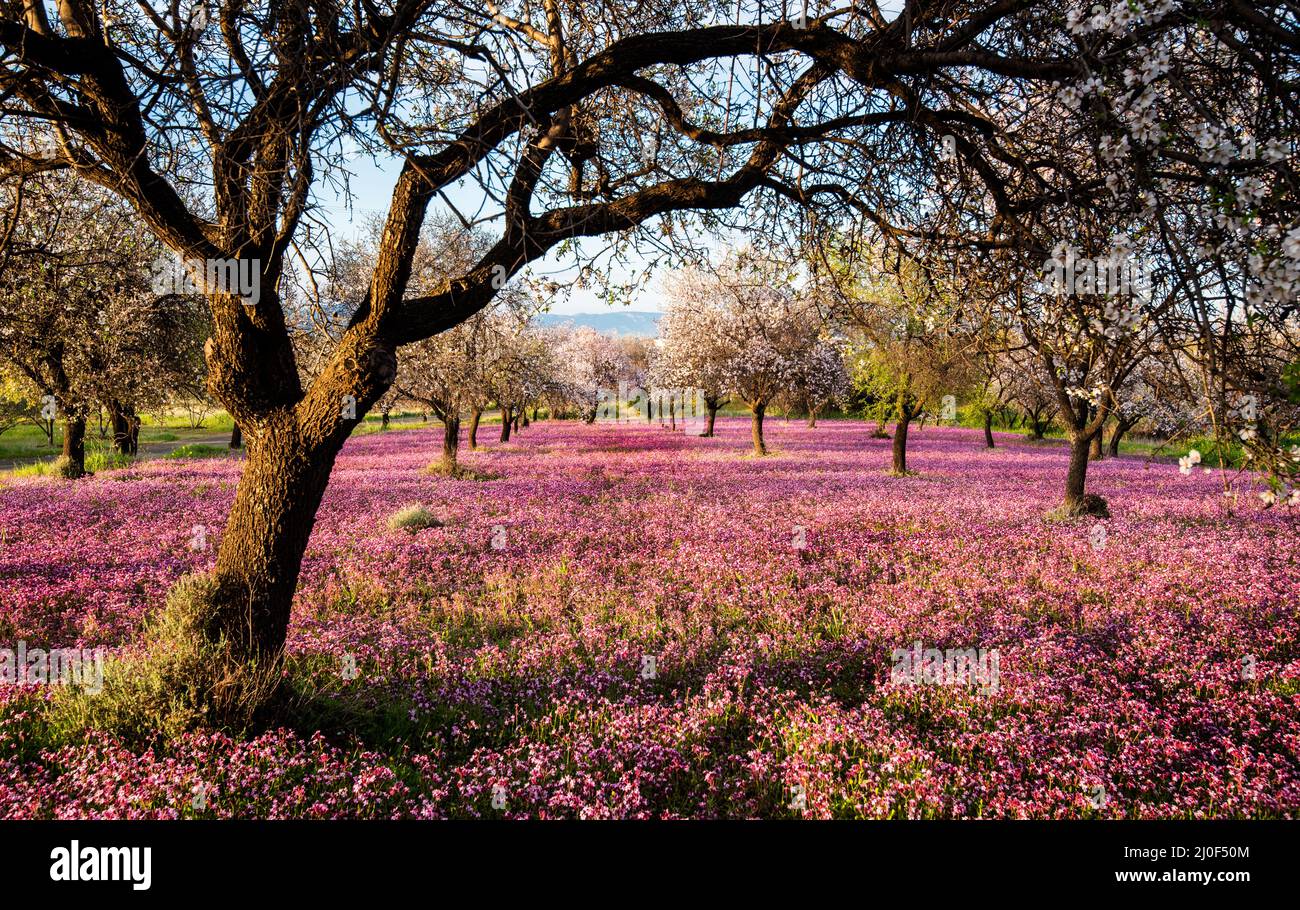 Beautiful field with purple vail of flowers in the ground Stock Photo ...