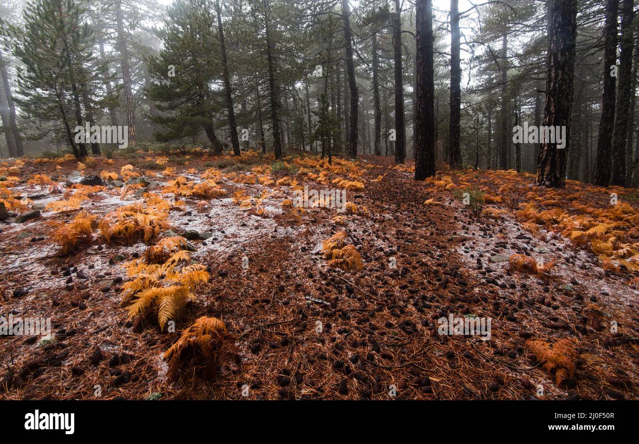 Troodos forest hi-res stock photography and images - Alamy