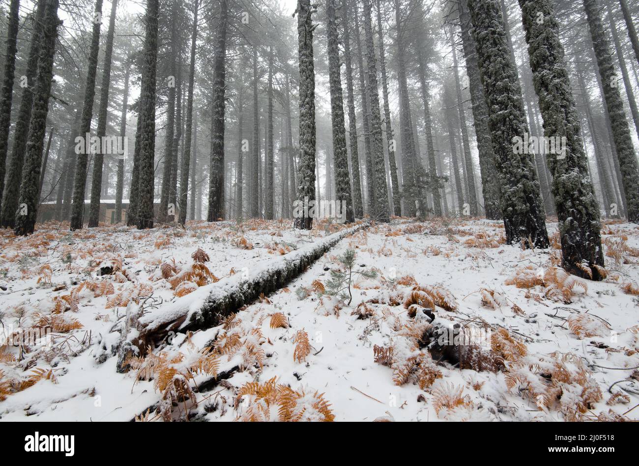 Cyprus troodos snow hi-res stock photography and images - Alamy