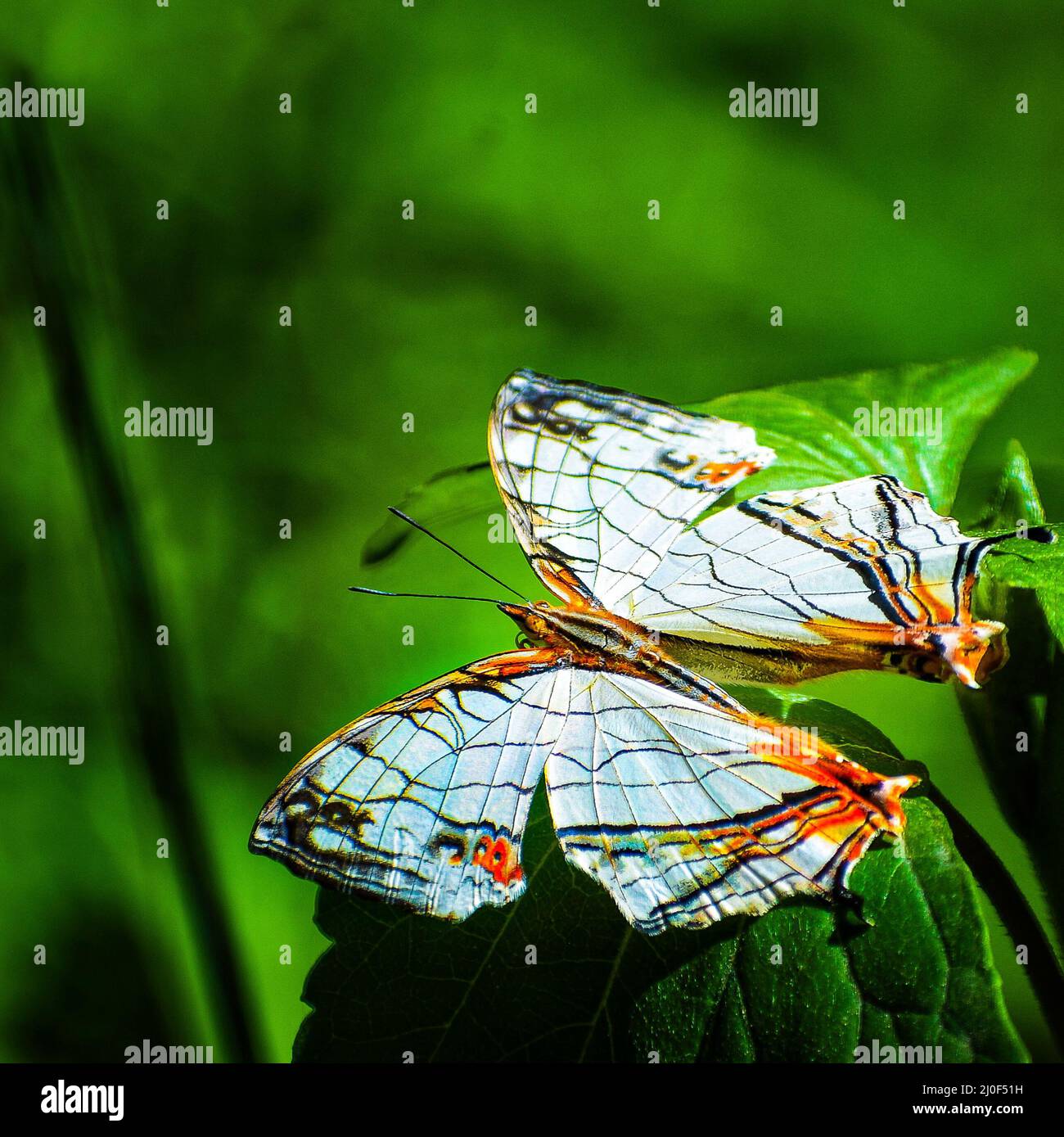 Most beautiful butterfly on leaf . common map butterfly ( cyrestis ...