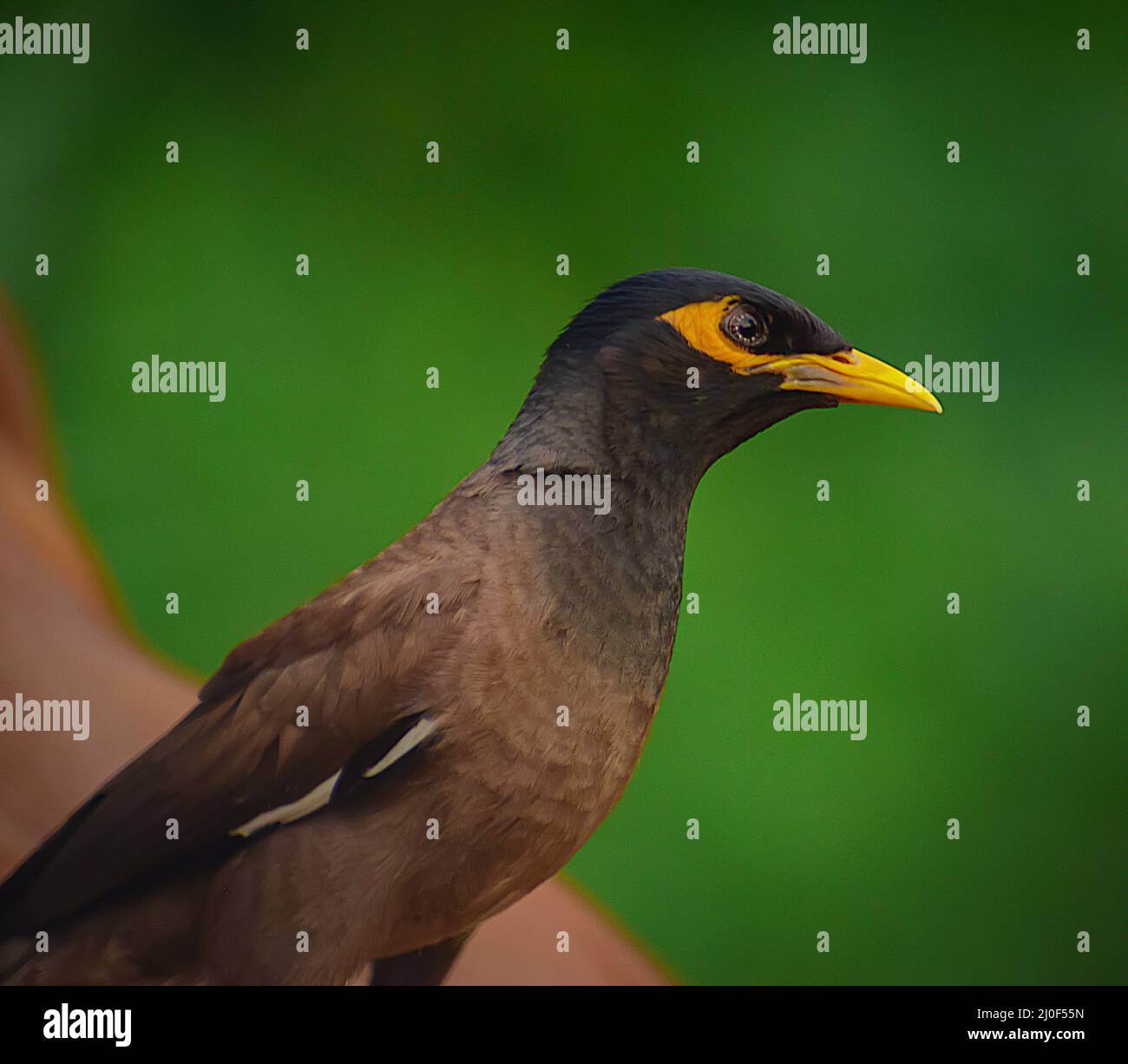 Common myna insect hi-res stock photography and images - Alamy