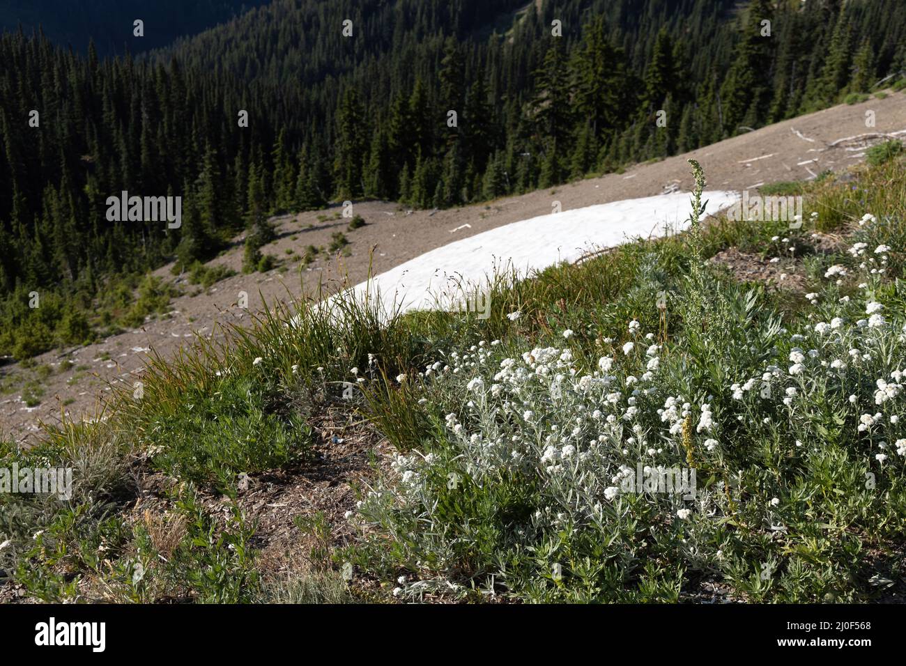 Grass clearing on edge mountain hi-res stock photography and images - Alamy