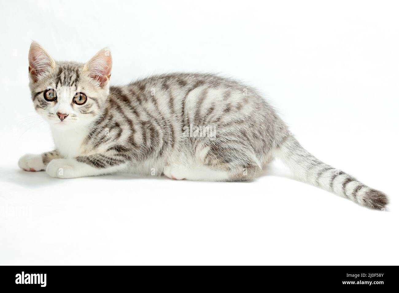 Little young cat portrait hi-res stock photography and images - Alamy