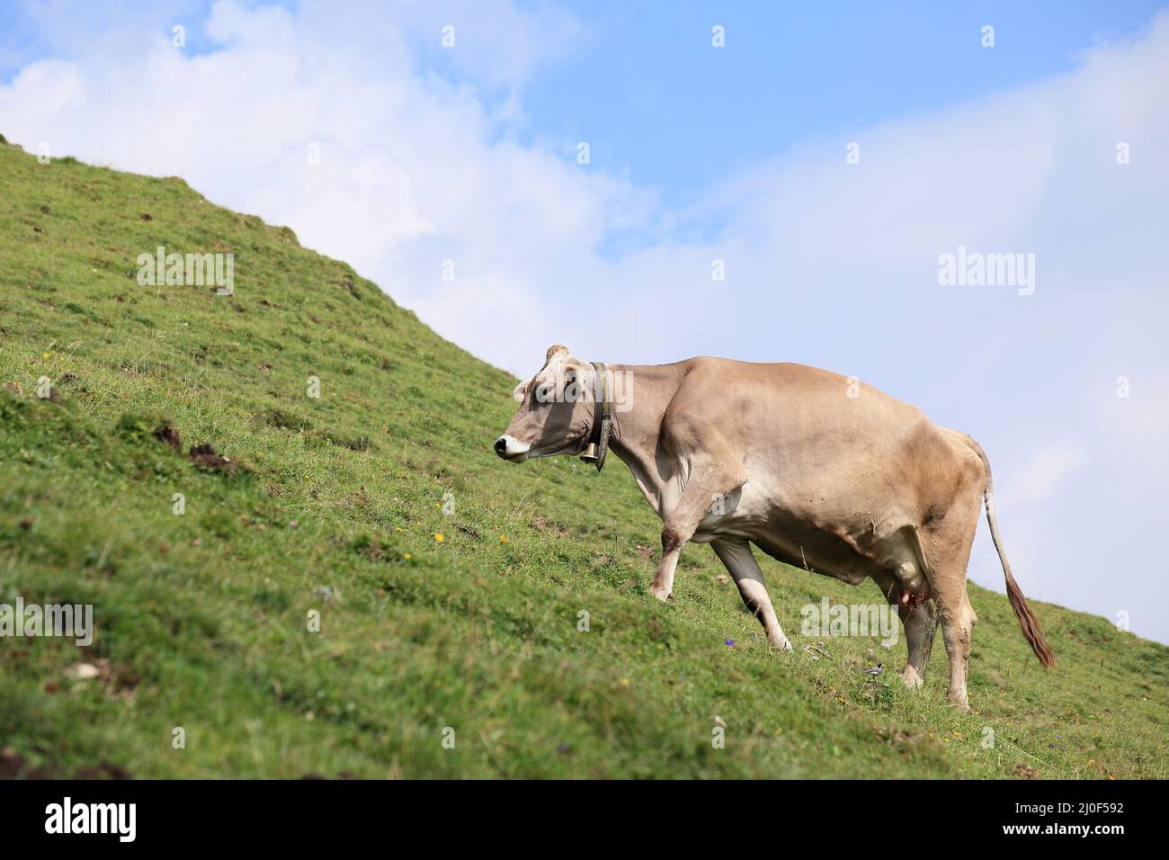 Wool cow hi-res stock photography and images - Alamy