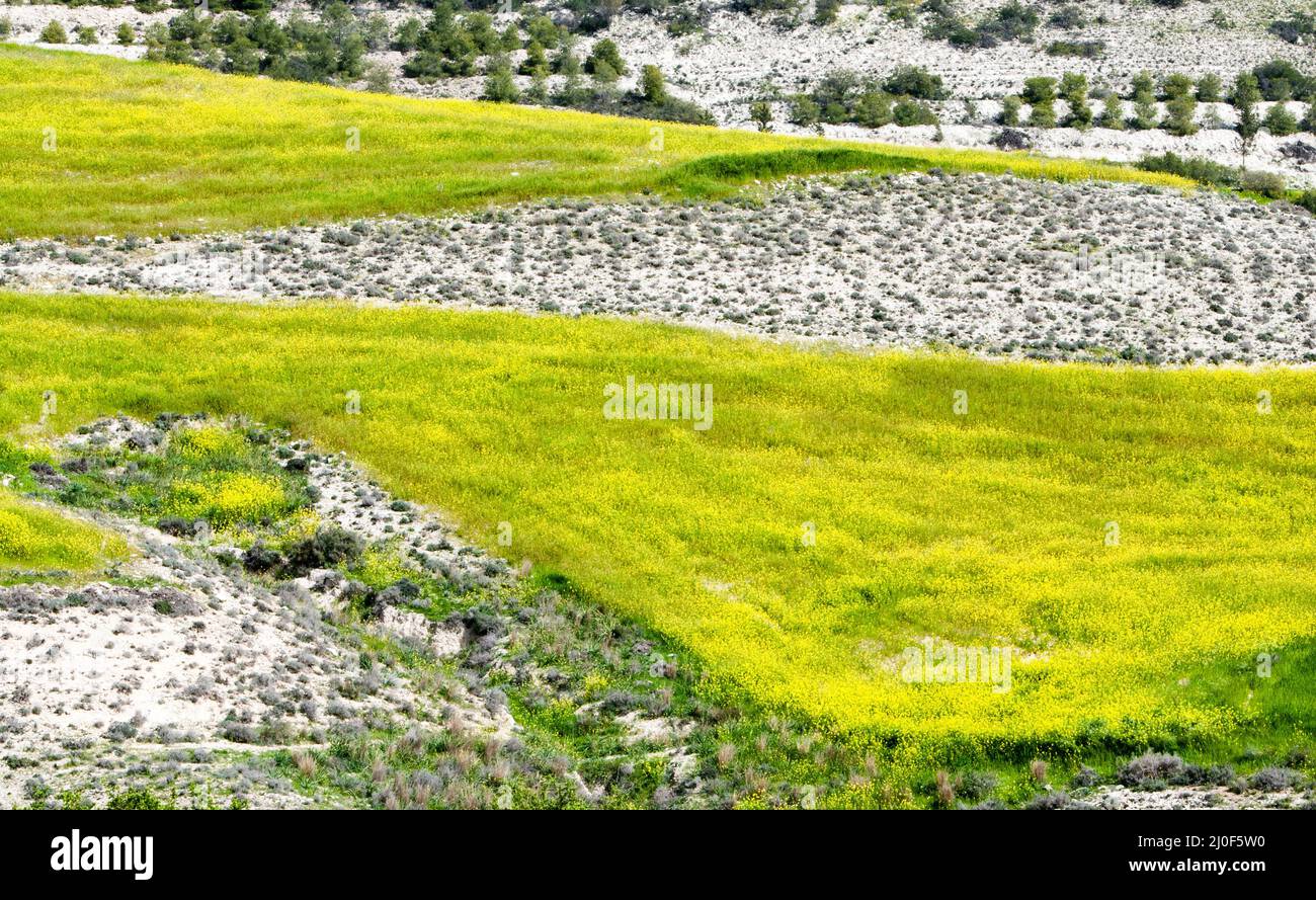 Landscape background with yellow meadow Stock Photo - Alamy