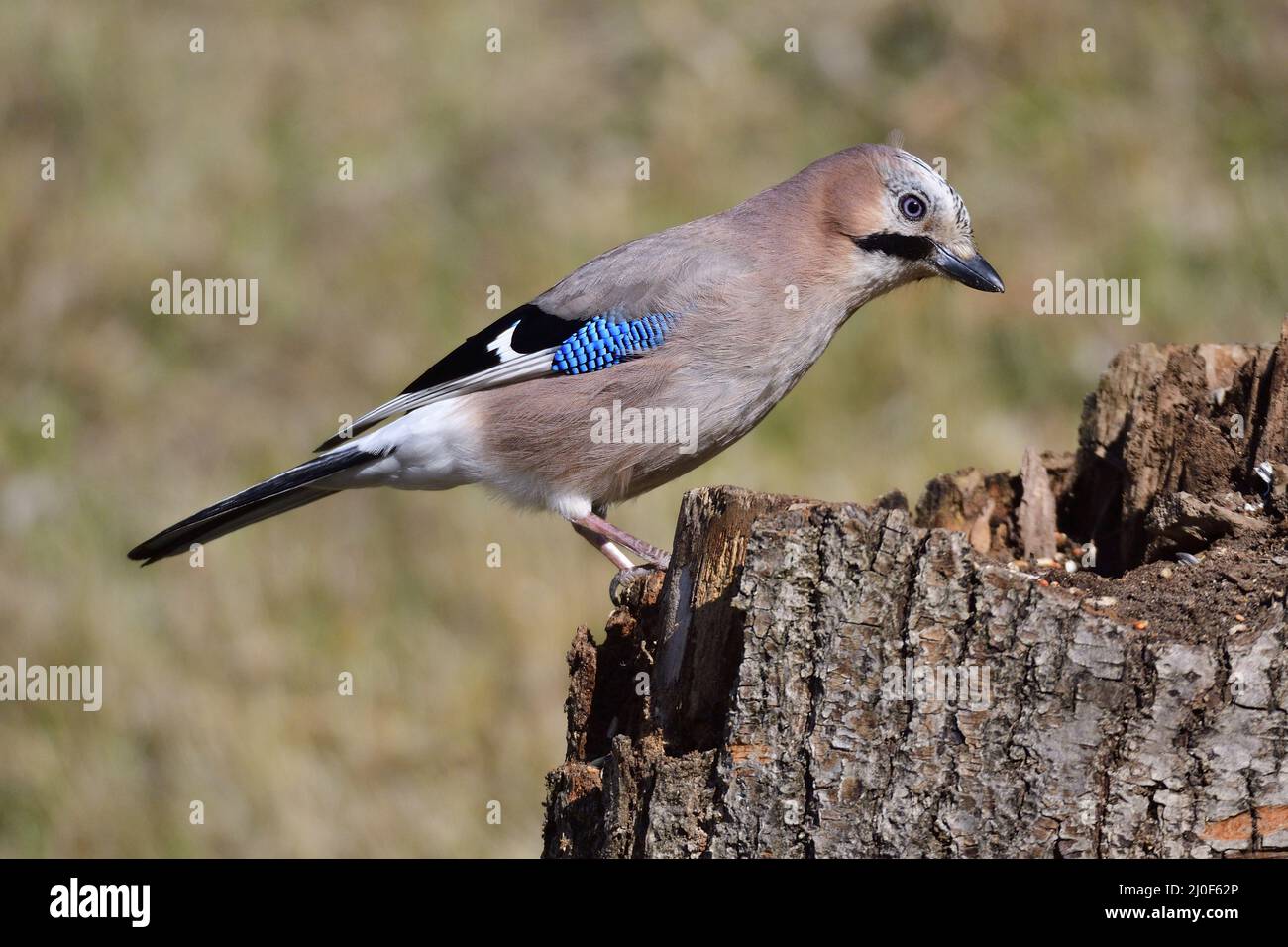 Jay black hi-res stock photography and images - Alamy