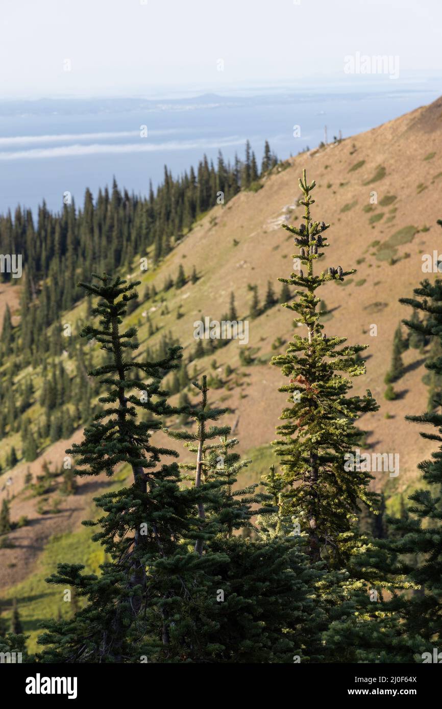 coniferous forest growing up steep mountain slopes with ocean in ...