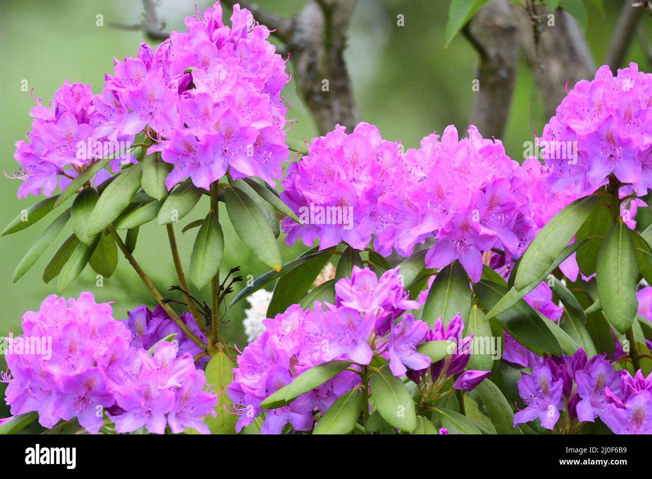 Purple rhododendron shrub Stock Photo - Alamy