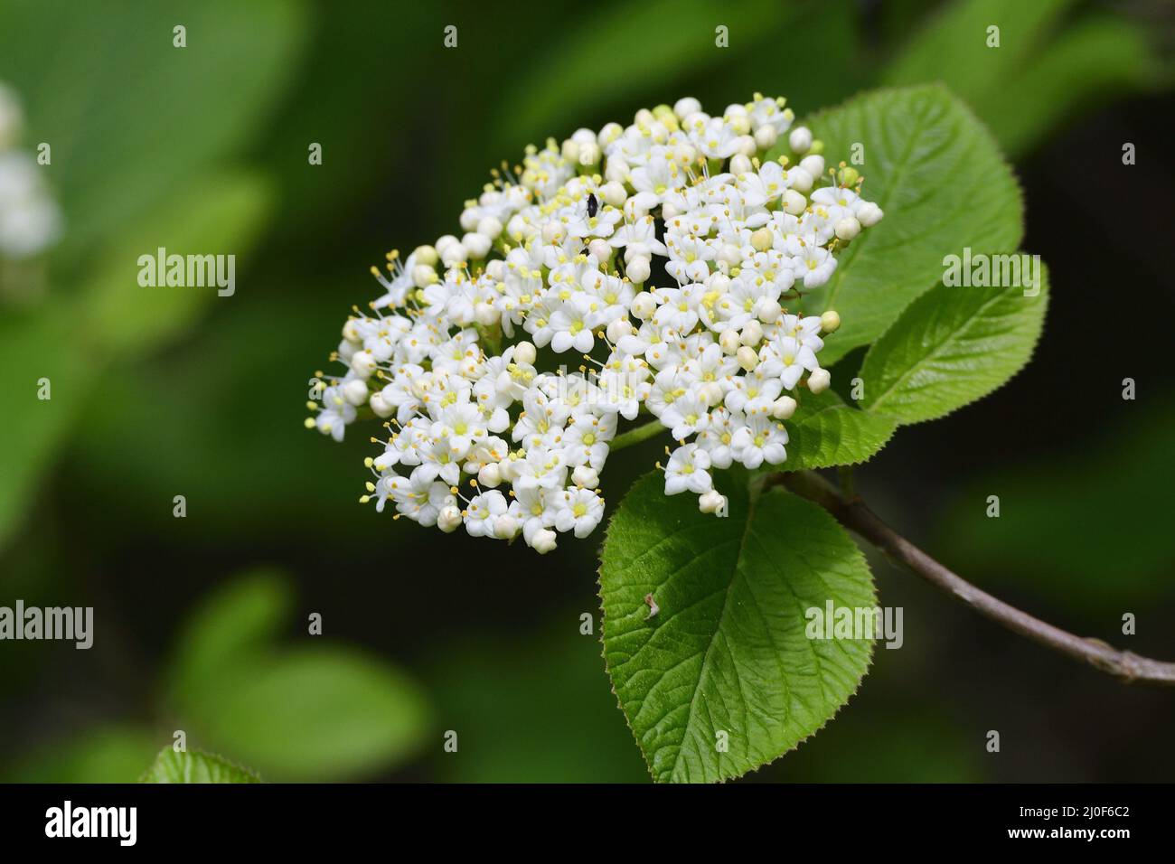Wayfaring-tree Viburnum lantana Stock Photo - Alamy