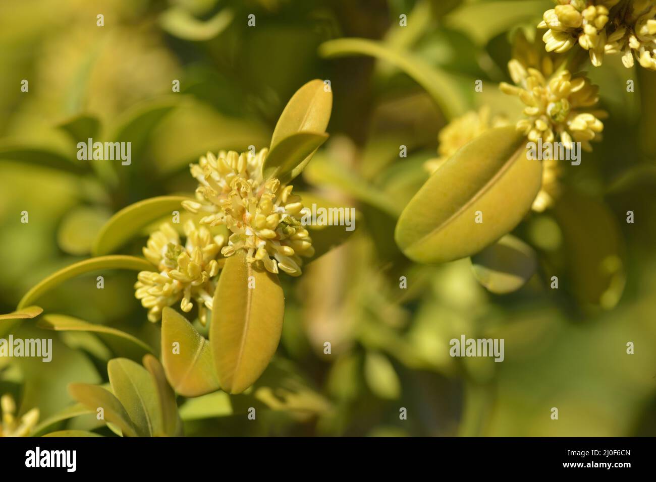 Buchs genannt hi-res stock photography and images - Alamy
